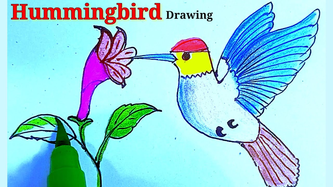 Hummingbird drawing/hummingbird drawing easy/hummingbird drawing step ...