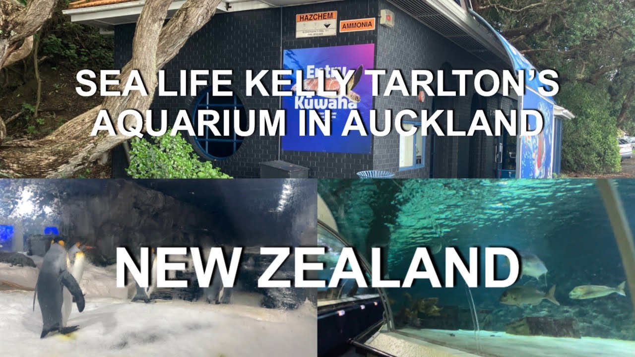 Sea Life Kelly Tarlton’s Aquarium in Auckland | 4K | Auckland | North ...