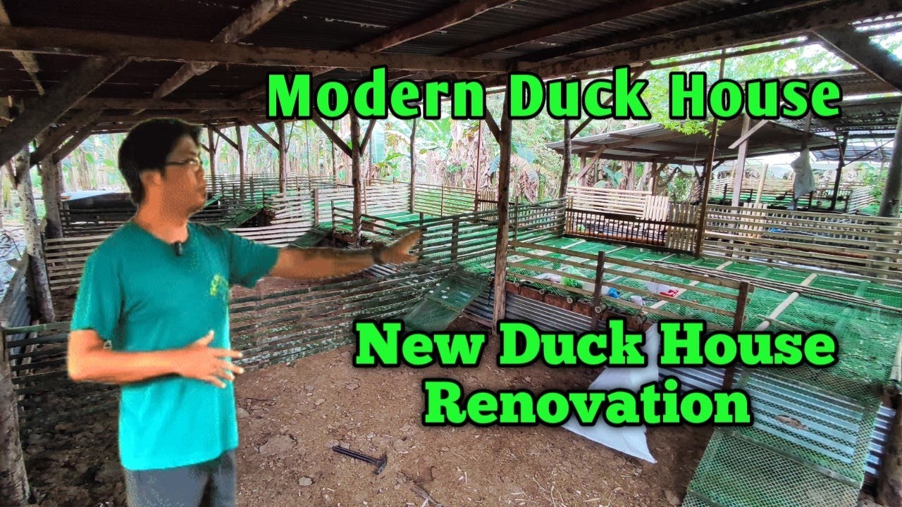 Duck House Renovation | Modern Duck house 400 Capacity | Itik Farming ...