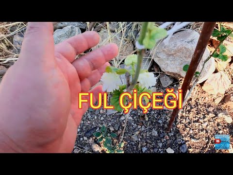 Katmerli Ful Çiçeği ve Dikimi(%100 Köklendi)