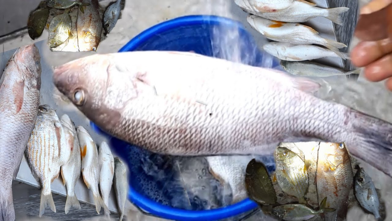 snapper,Bream,grunt and jack - YouTube