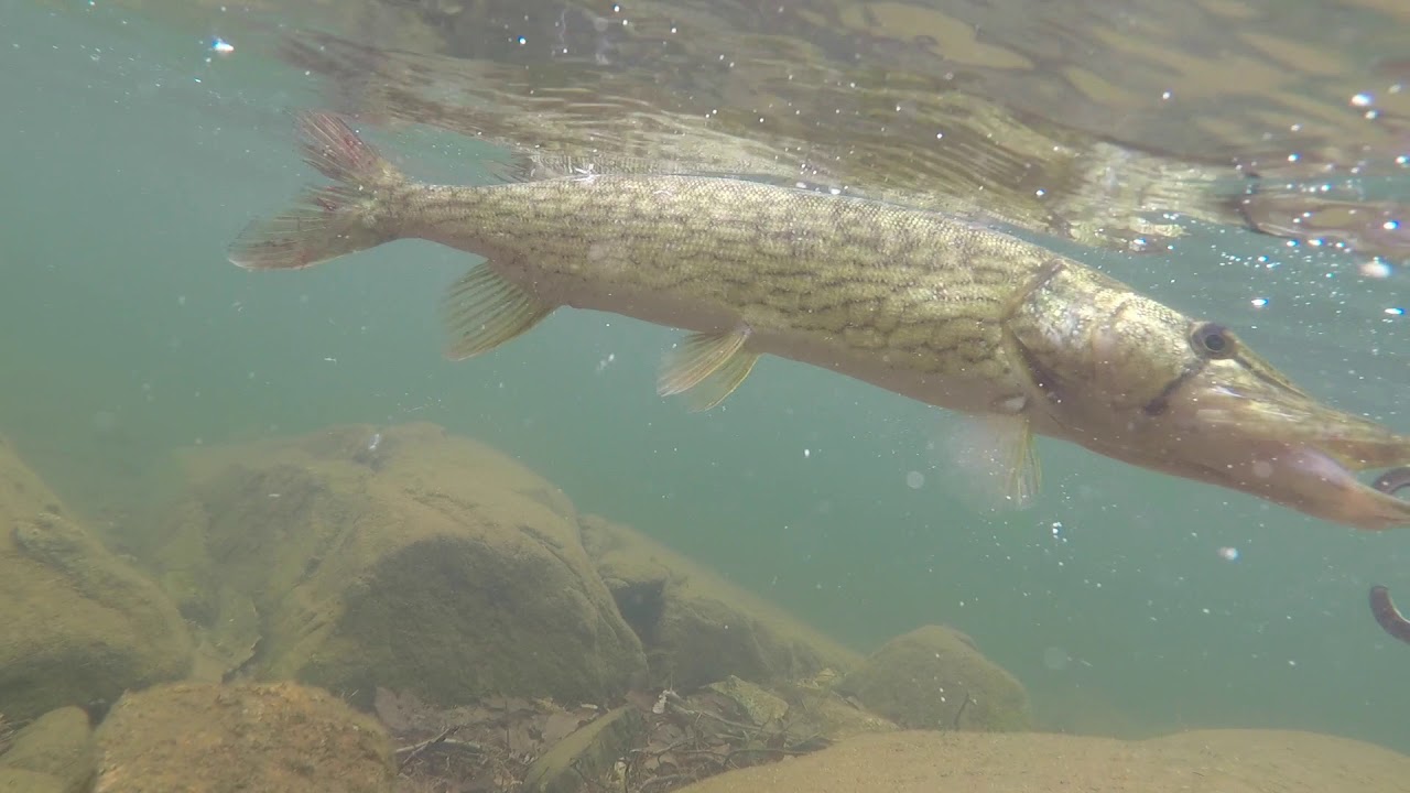 Dam Fishing - YouTube