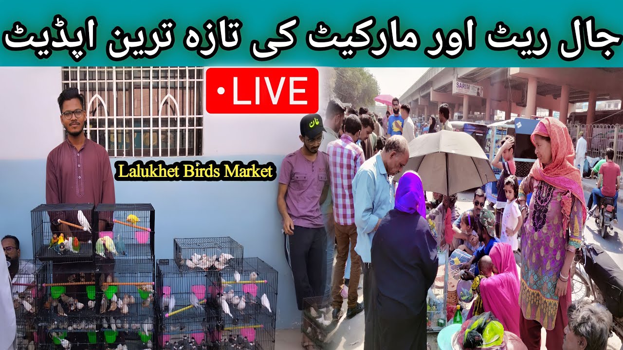 Lalukhet Birds Market live update 09-04-2023 Sunday Birds Market Jaal ...