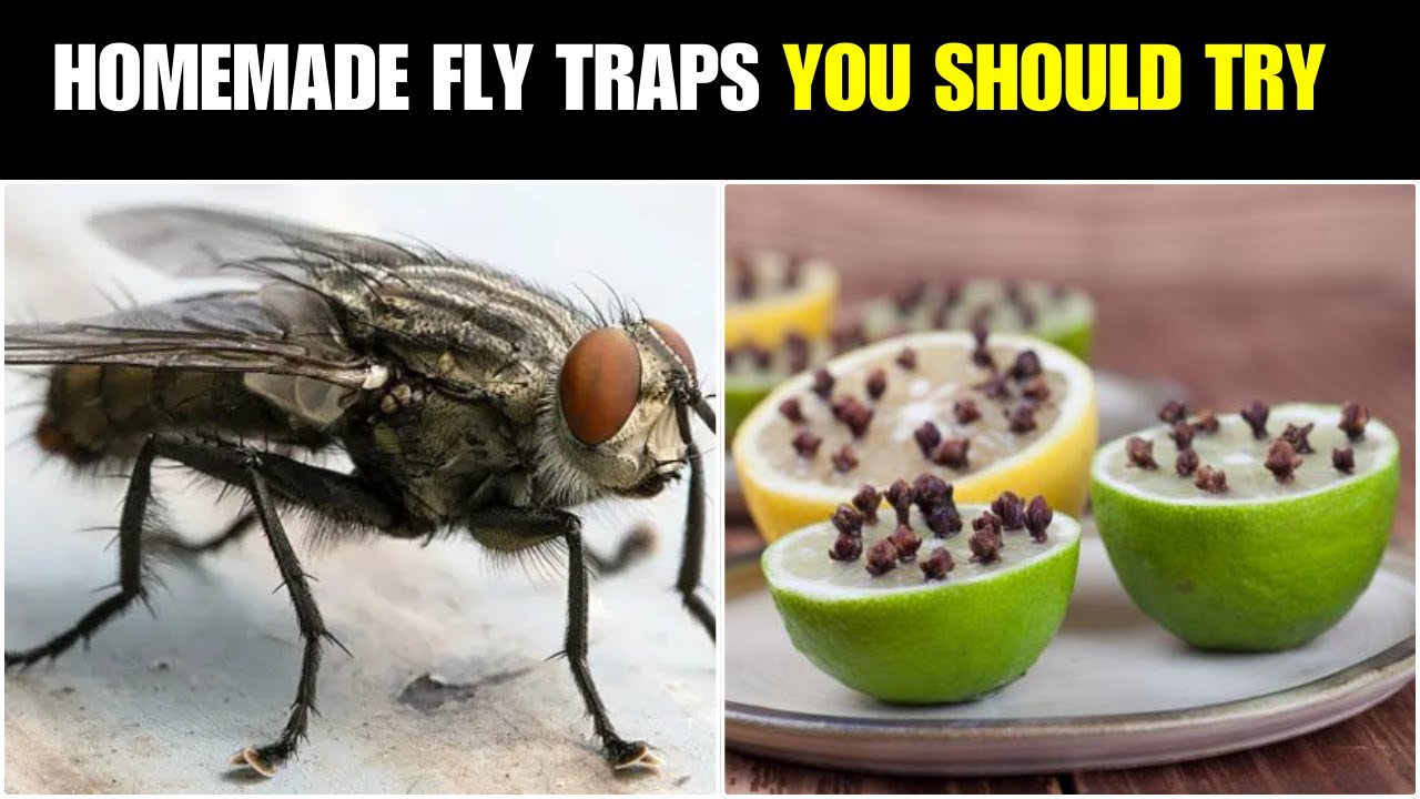 🛑 How to Prevent and Eliminate Flies at Home 🦟 Quick and Efficient ...