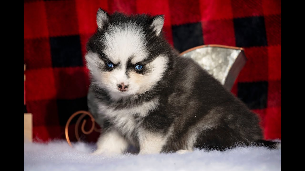 Check these stunning Pomsky babies out! They are out of Lucy & Steele ...