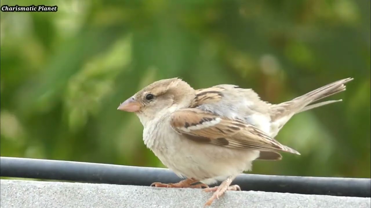 Juvenile Common Sparrow Chirping- Call - Sparrow Chirping - Sparrow ...