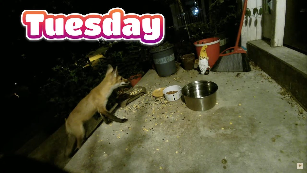 Tuesday Animal Visitors! 🦊😻🐦 - YouTube