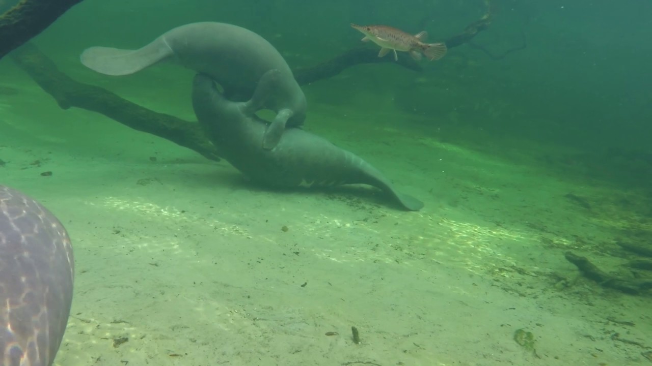 Gator the Manatee Plays With Friends - YouTube