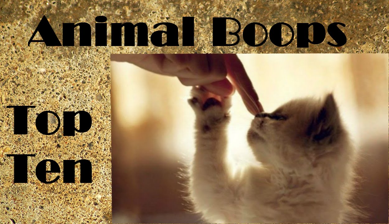 Top 10 Cutest Animal Boops - YouTube