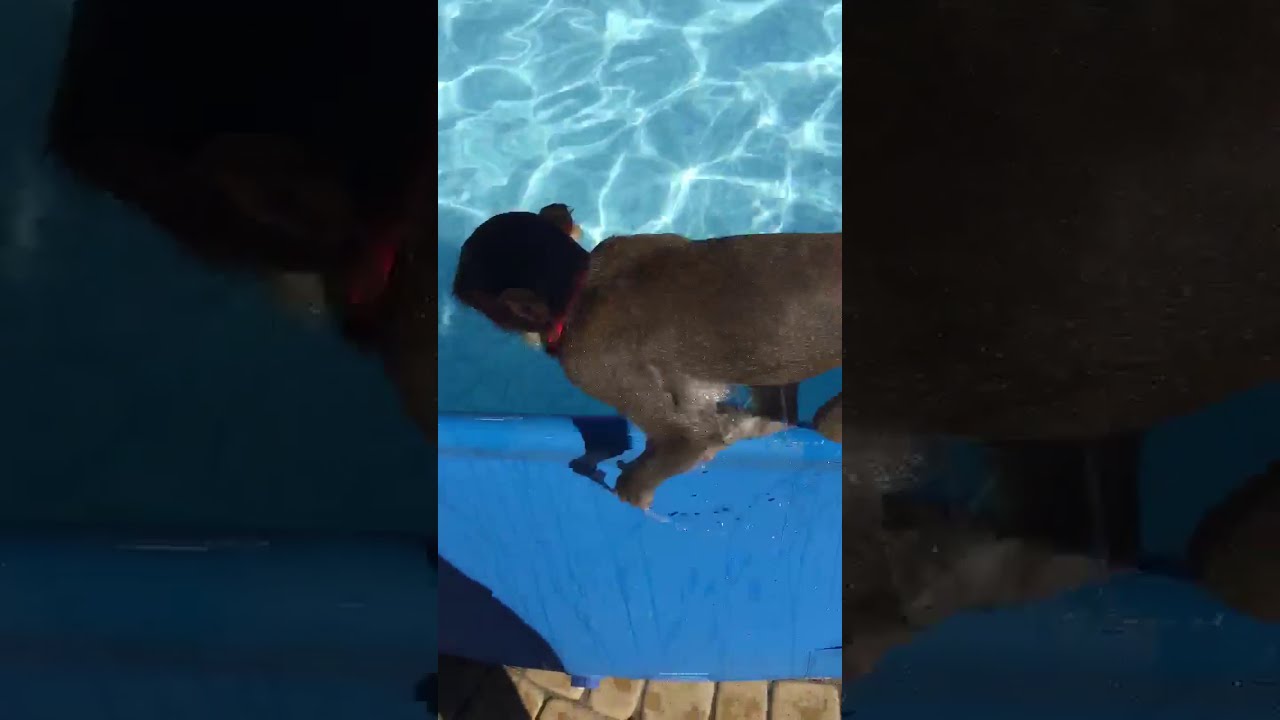 floating monkey - macaque - YouTube