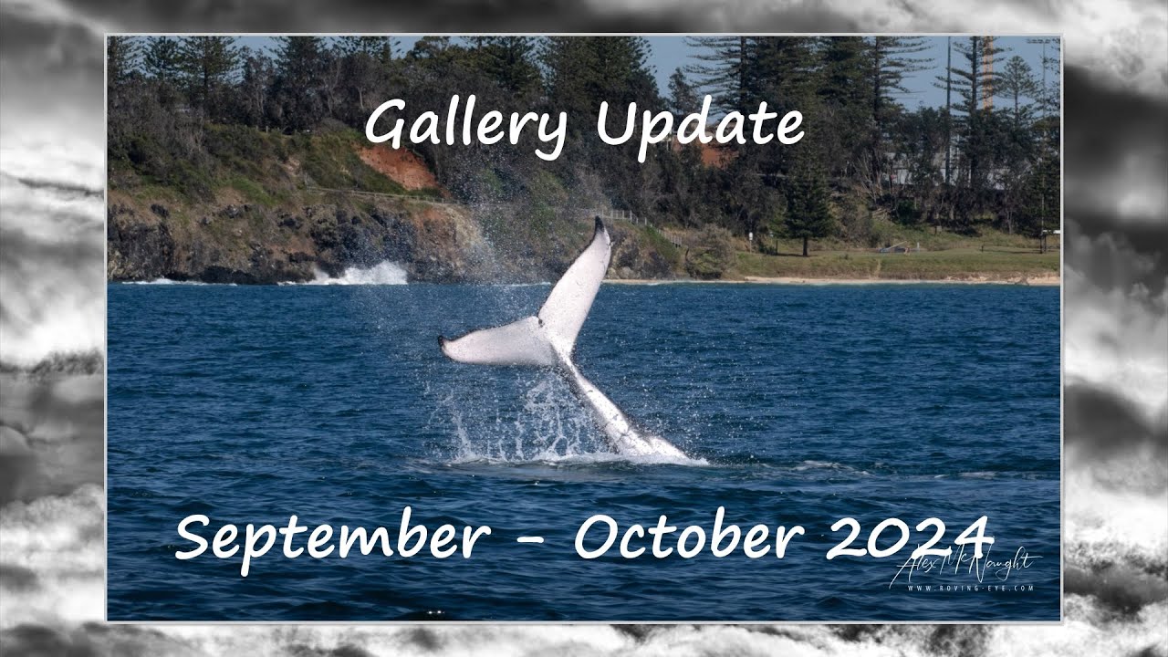 Gallery Update - September - October 2024 - YouTube