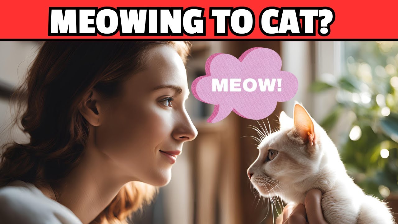 WHAT DO CATS Think When You MEOW at Them? - YouTube