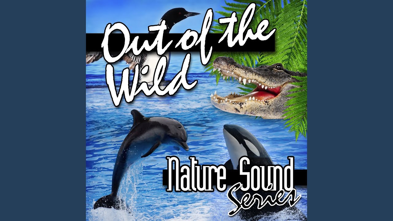 Bats Chattering in a Cave - YouTube