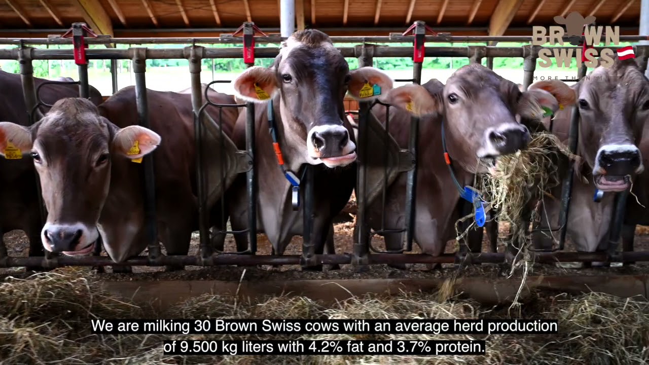Brown Swiss Herd