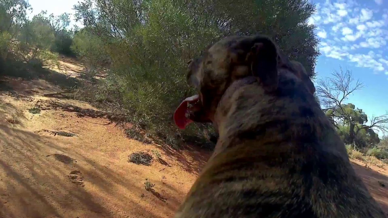 GoPro on a Dog! (Preview) - YouTube