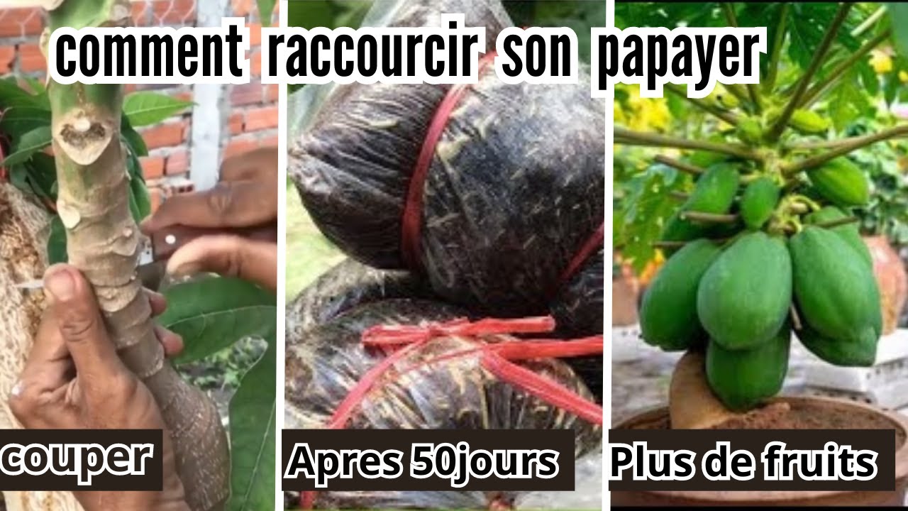 Comment obtenir un "papayer nain" (marcotage du papayer) - YouTube