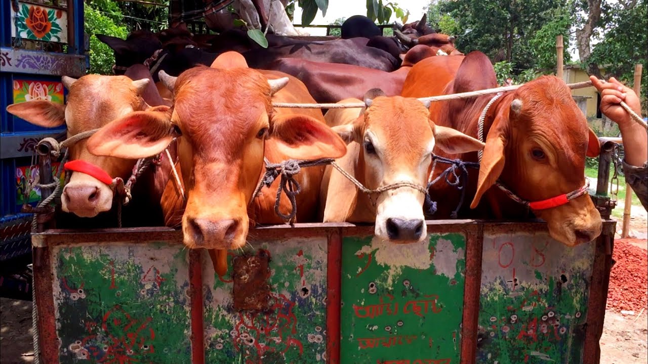 Cow unloading from Track # part 209 - At very popular village market ...