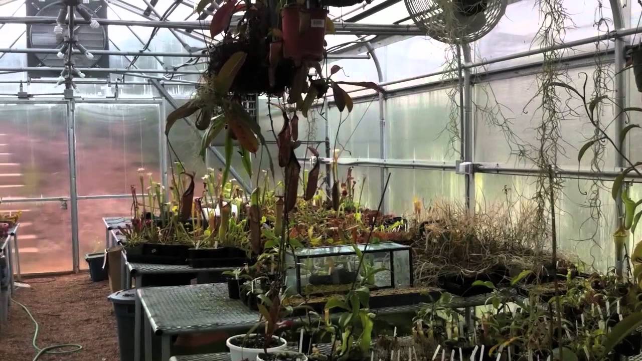 Greenhouse Tour 9-2011 part 2 - YouTube