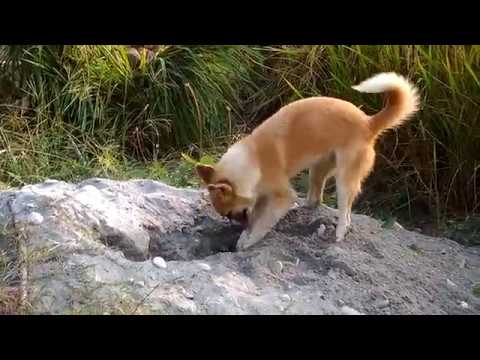 Funny Dog Dancing and Digging - YouTube