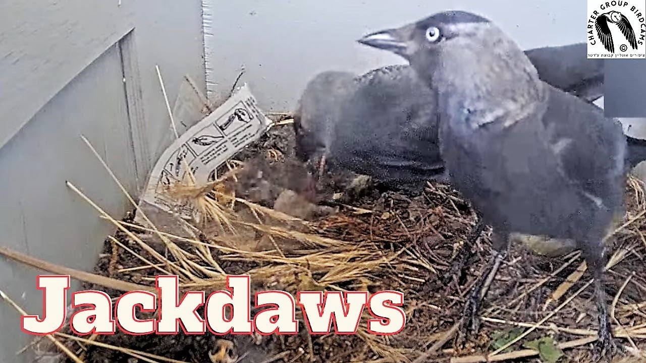 Jackdaws come to visit barn owl nest box. - YouTube