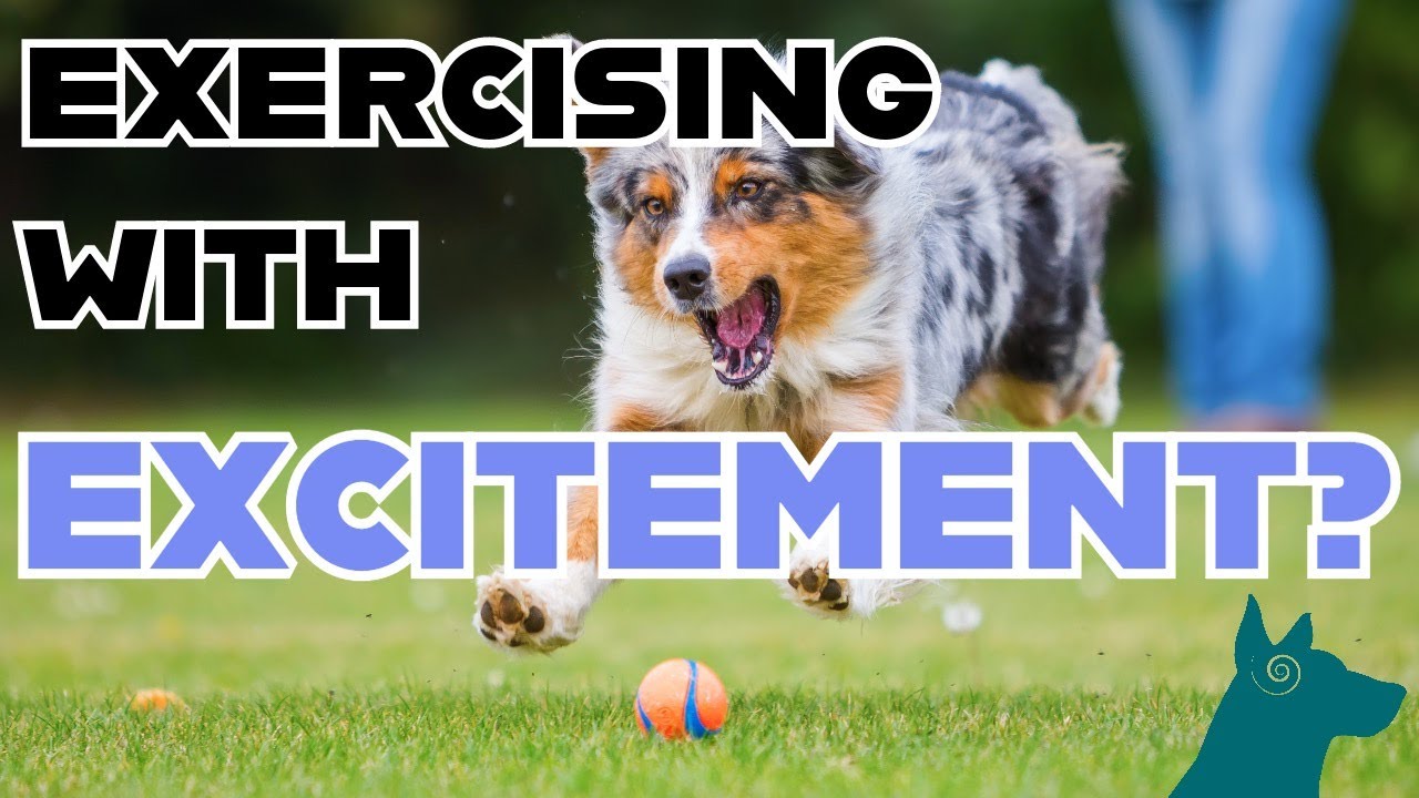 Exercising your dog with excitement? - YouTube