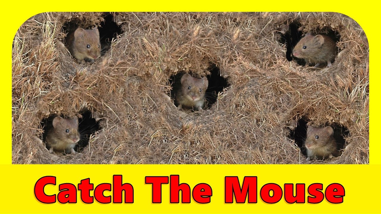 Cat Games 🐭 Catch The Mouse TV - YouTube