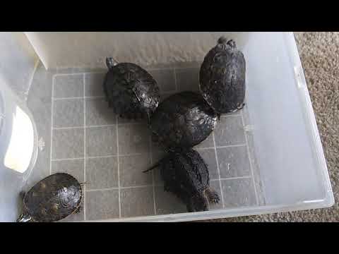 SNAPPING TURTLE VS SLIDERS. - YouTube