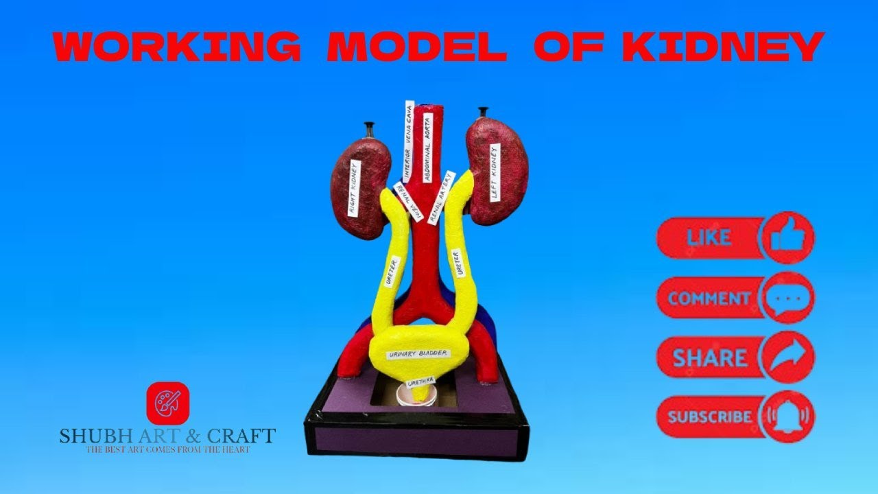 Kidney Working Model | working Model School Project #schoolproject # ...