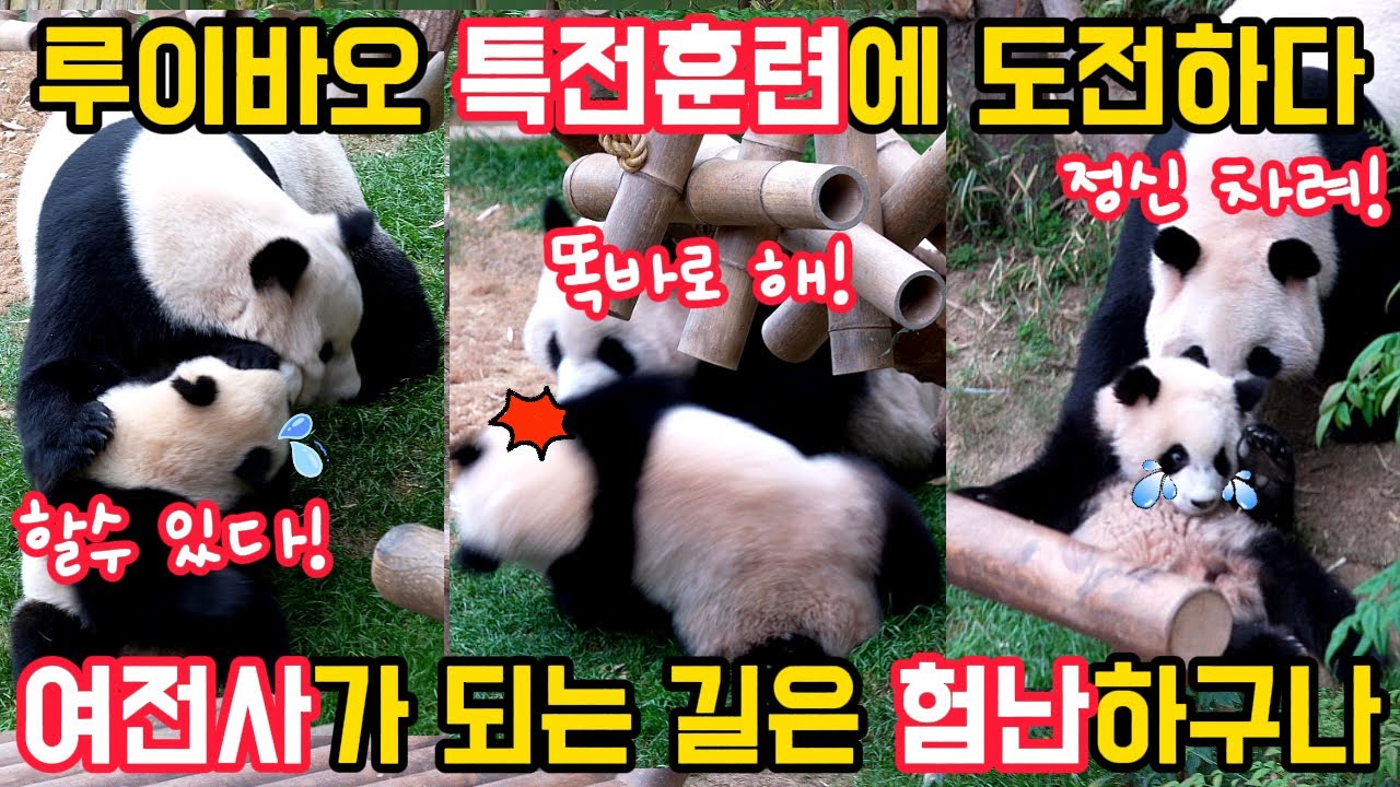 루이바오가 특전사 훈련에 도전해요 엄마 아이바오는 처음에는 거절 하였으나 루이가 고집을 피우자 끝내 수락을 하는데그 결과는🐼러바오가 특이한 의상을 선보이네요