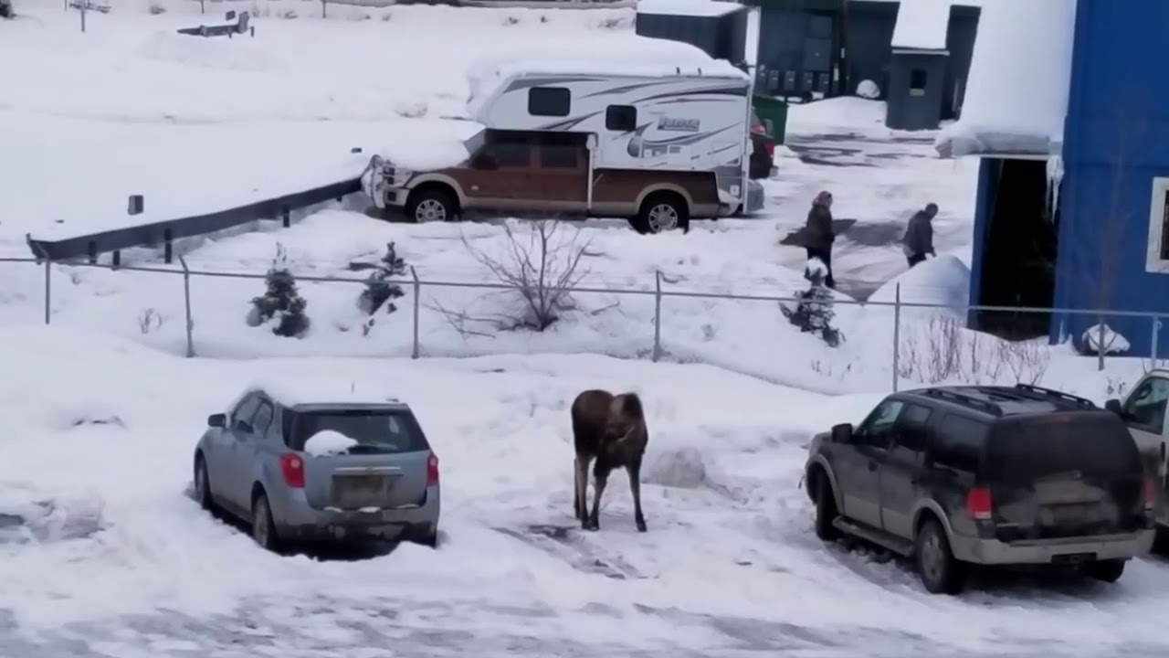 Baby Moose Approaches Soldier In Forest, Then He Realises He’s Trying ...