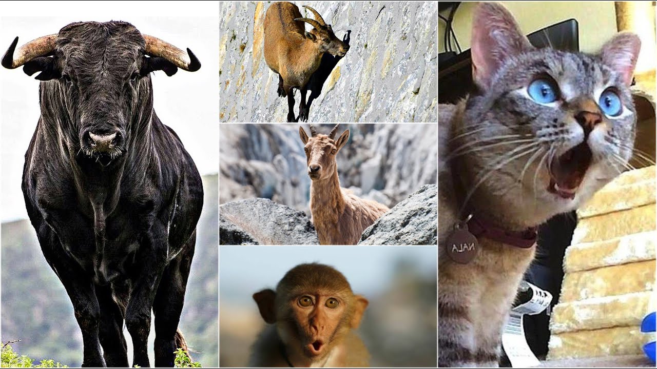 Top 7 Animal Thug Life Moments - Funny Compilation. - YouTube