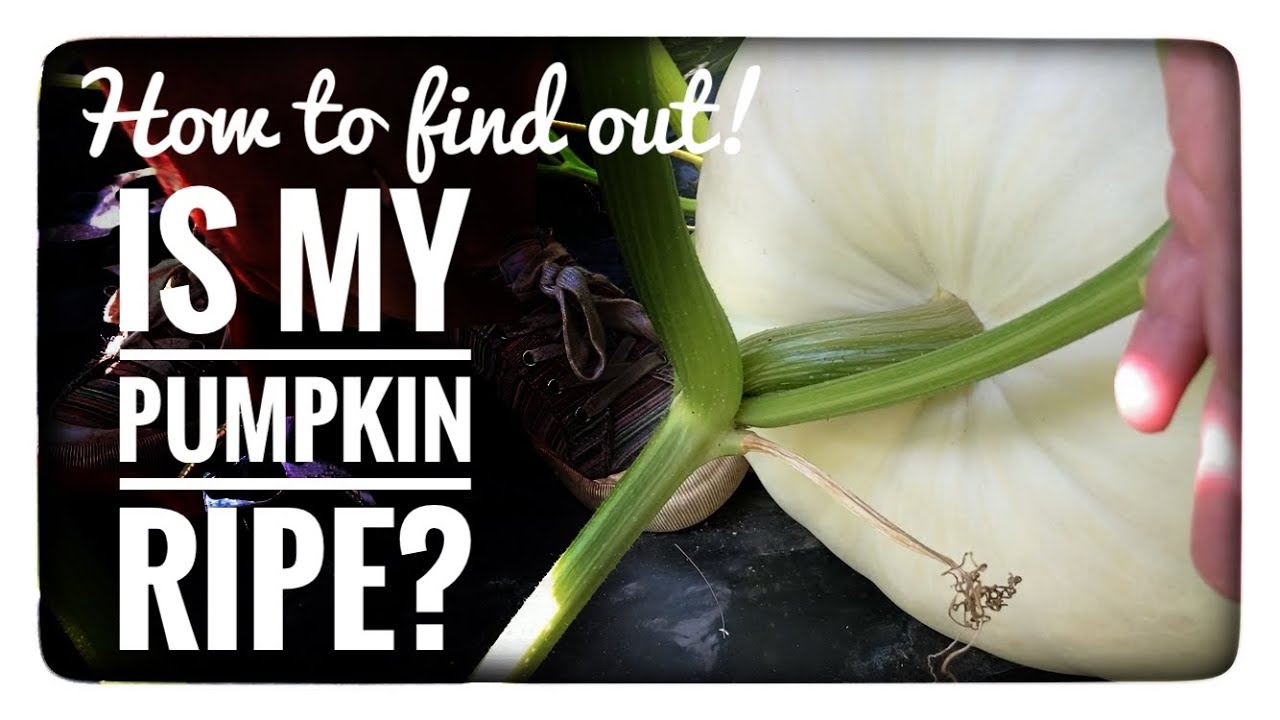 Is my pumpkin ripe? How to tell if your pumpkin is ripe and ready to ...