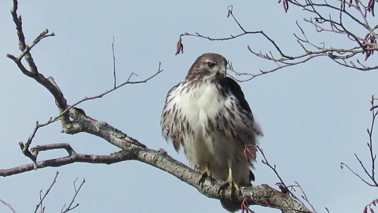 Red tailed hawk (harlans light morph) in delta - YouTube