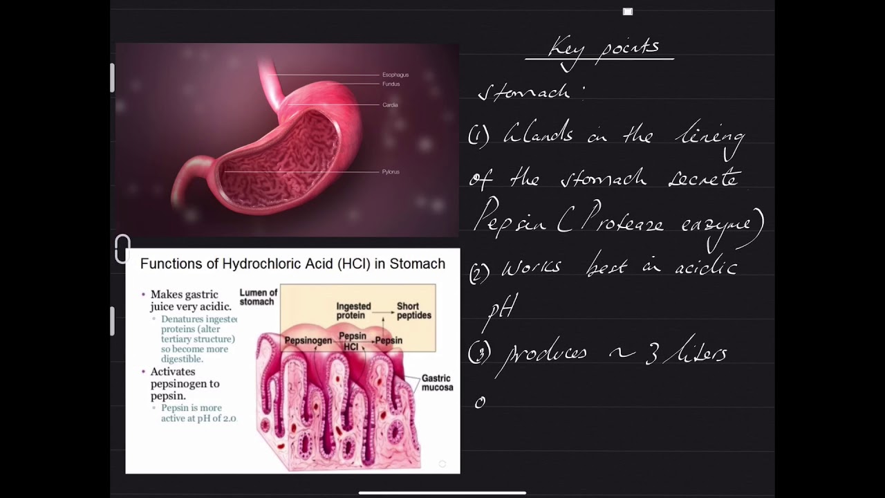 Making Digestion Efficient - YouTube