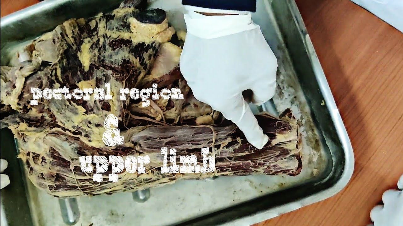 Dissection -structures of upperlimb pectoral and scapular region ...