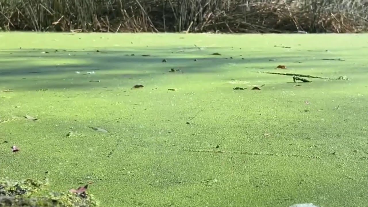 Toxic algae bloom impacts Southern California lakes - YouTube