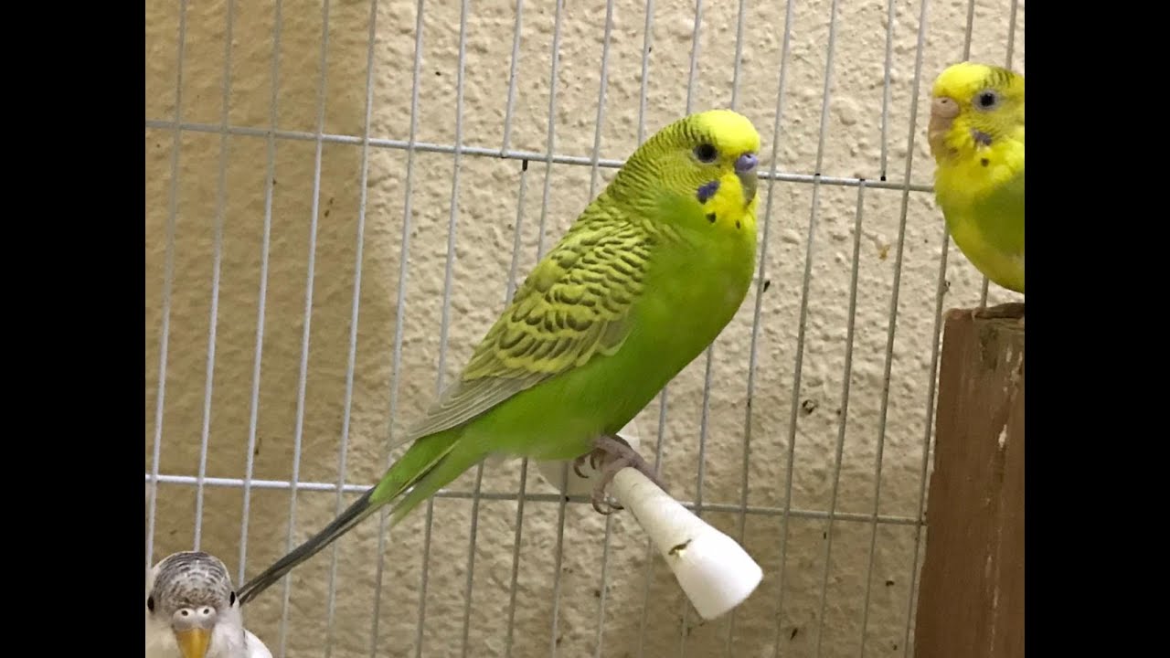 A short cute video of my birbs! - YouTube