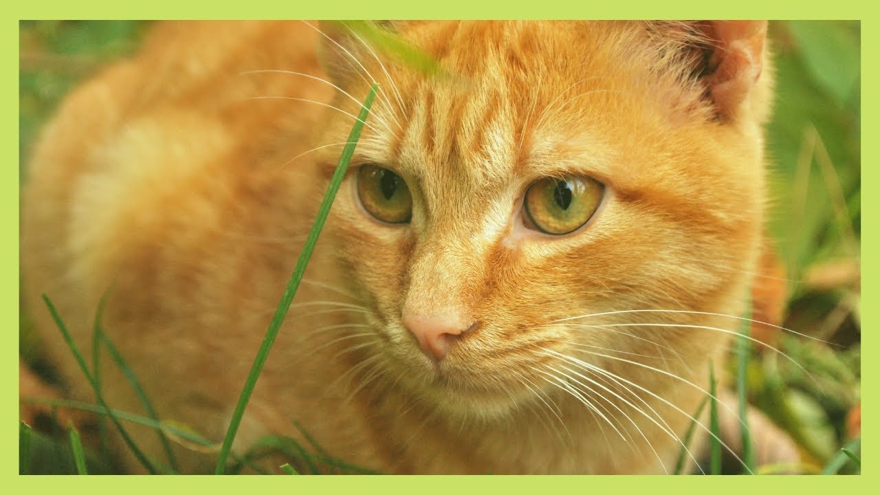 FUNNY CAT Videos Try Not To Laugh IMPOSSIBLE (Clean) ||CAT SKILLS - YouTube