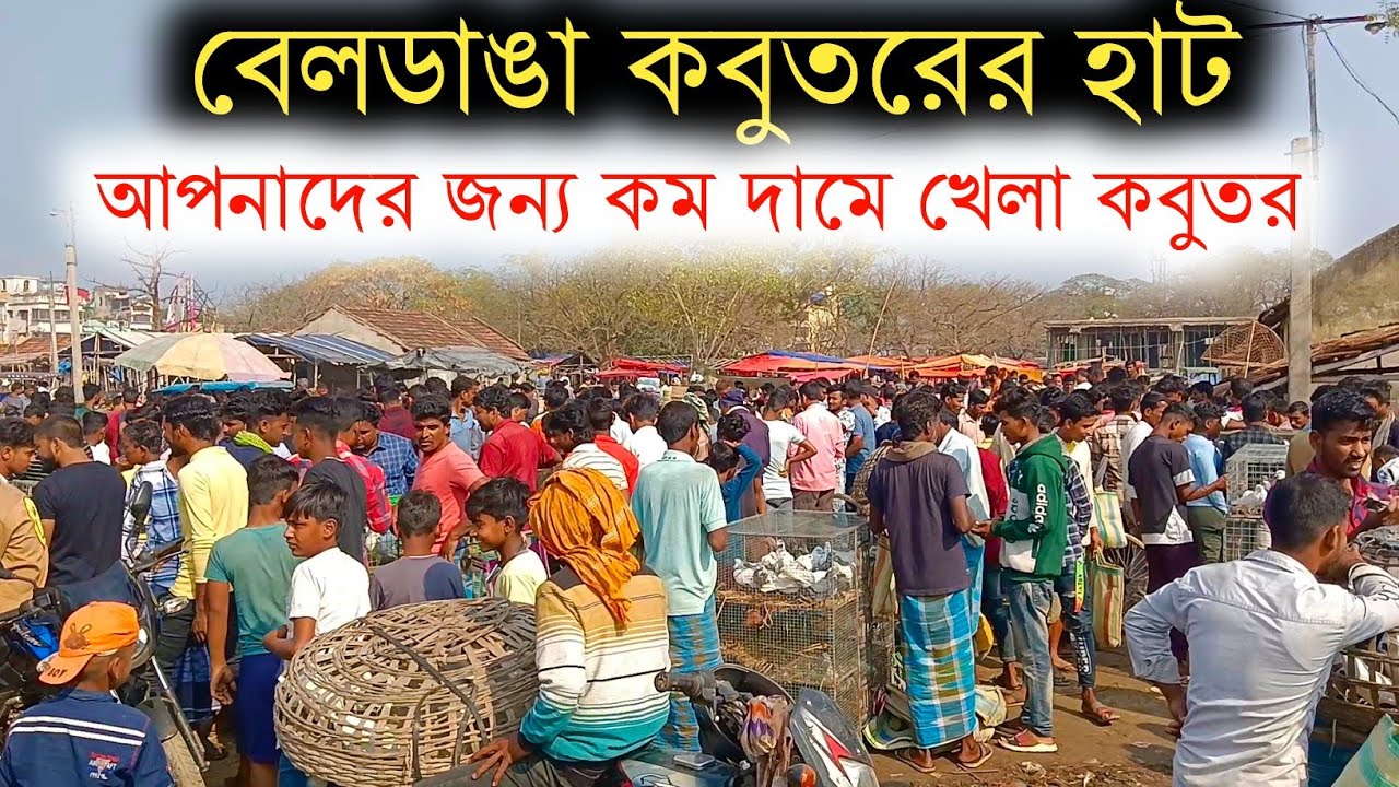 কবুতর হাট ২০২৪ | Beldanga Hat Murshidabad | Beldanga Pigeon Market 🕊 ...
