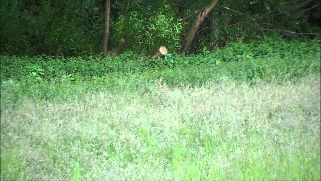 Bockjagd 2014, alter Bock kommt zur Strecke, Rehbock Abendansitz Jagd ...
