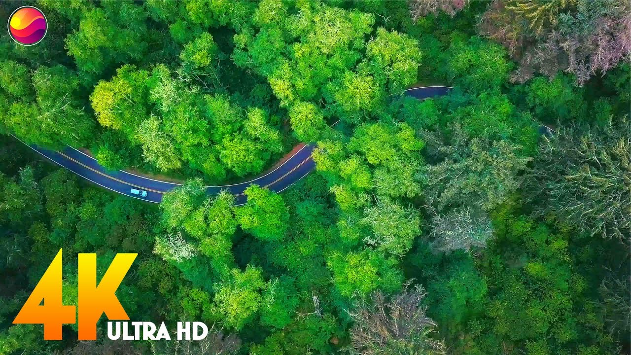 30 Min 4K Amazing Forest Top Views - YouTube