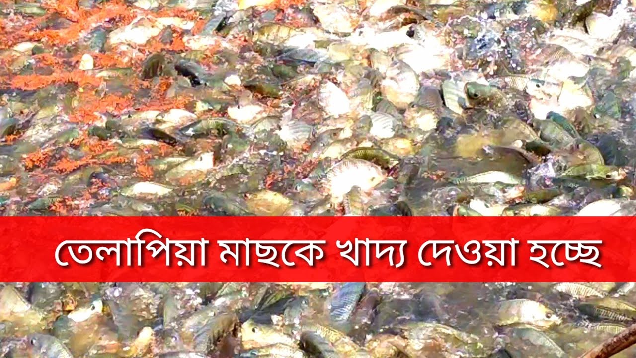 How to feed tilapia fish || Feeding tilapia fish - YouTube