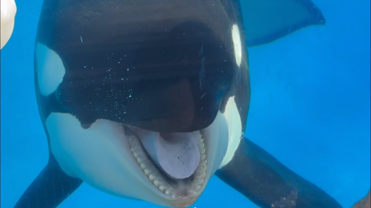 Killer Whale Up Close Tour at SeaWorld San Diego with Makani and Ulises ...