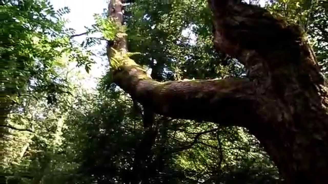 Epiphytes on a Scots Pine in Gorbie Glen Woods, Blair, Dalry - YouTube