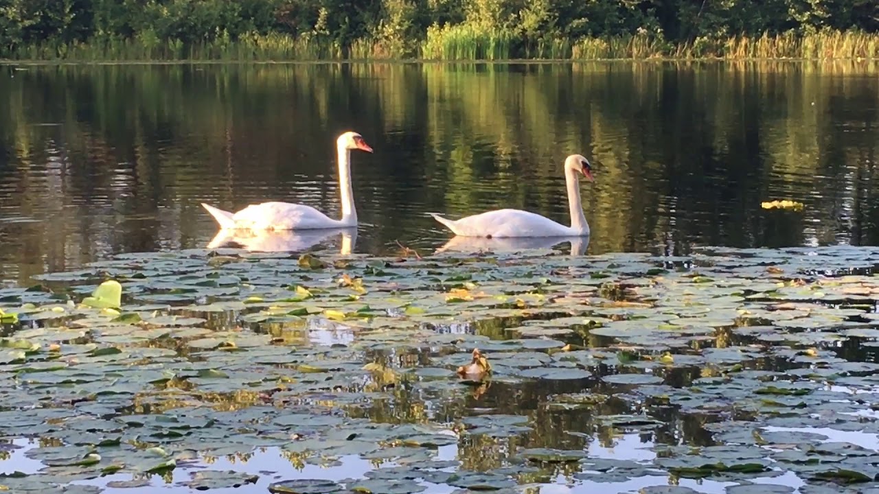 Swans Lake Katherine Nature Center and Botanic Gardens Palos Heights ...