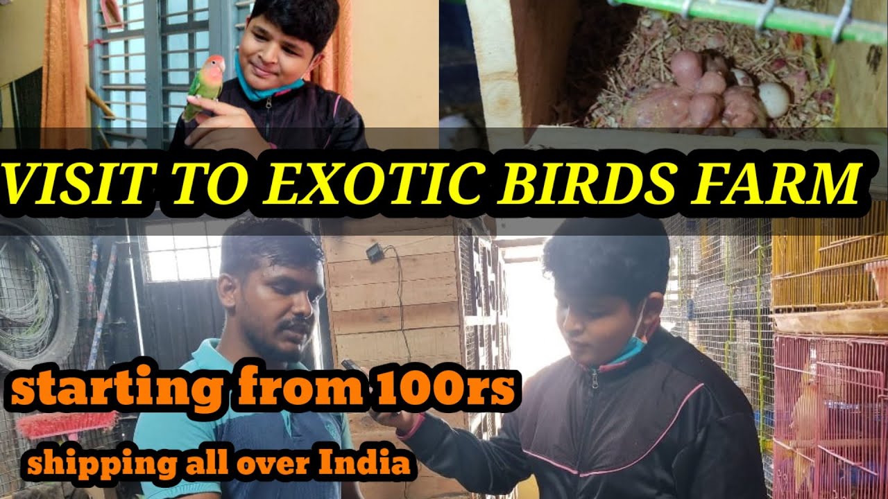 Visit Exotic Birds Farm (Beginners must watch) Wonderful birds ...