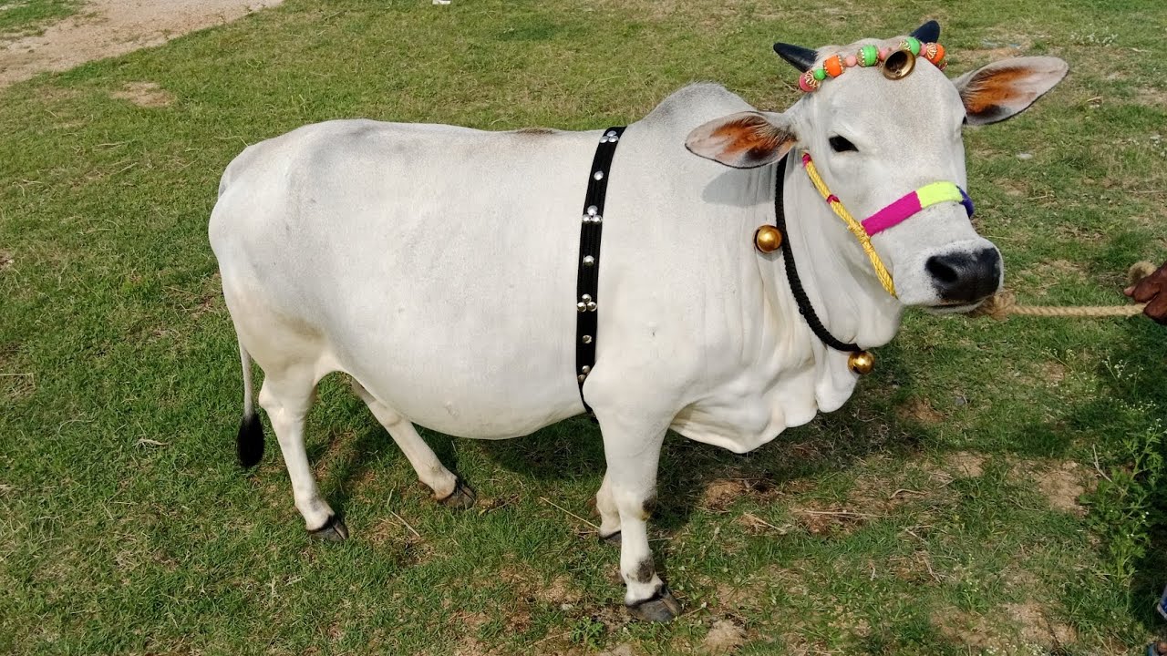 original punganur cow for sale contact no 7075851102 - YouTube