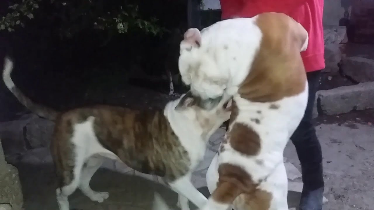 Old English Bulldog vs American Bulldog - YouTube