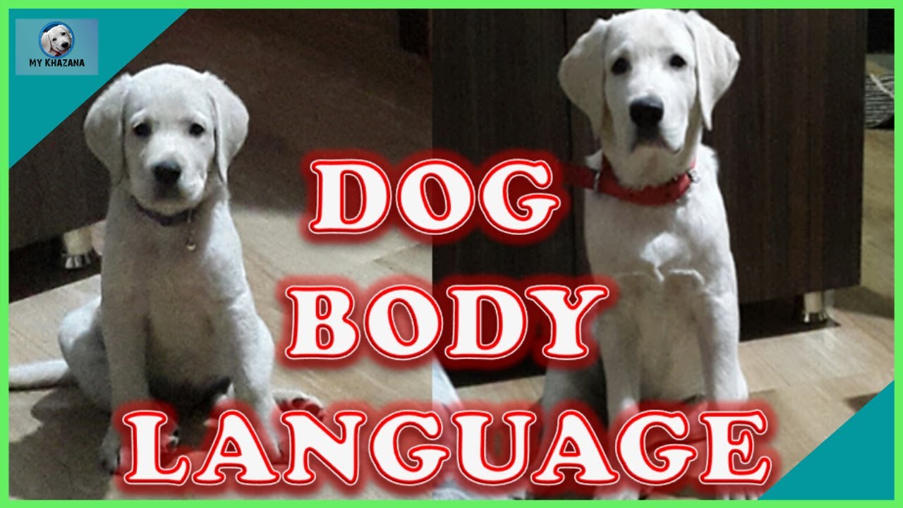 Understanding Dog Body Language - Learn How to Read Dogs Behavior ...