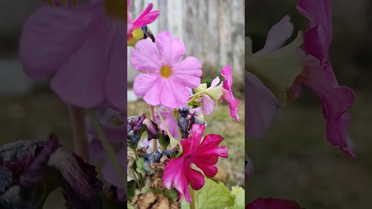 Wow so beautiful flowers short video #flowers #shorts #status - YouTube